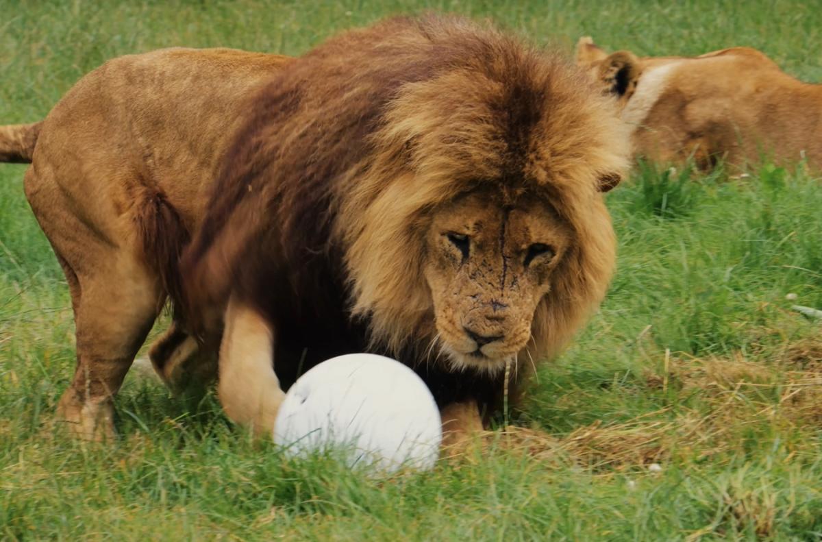 Harry Mane – Pride of Longleat Roars on England Ahead of Euros Final ...