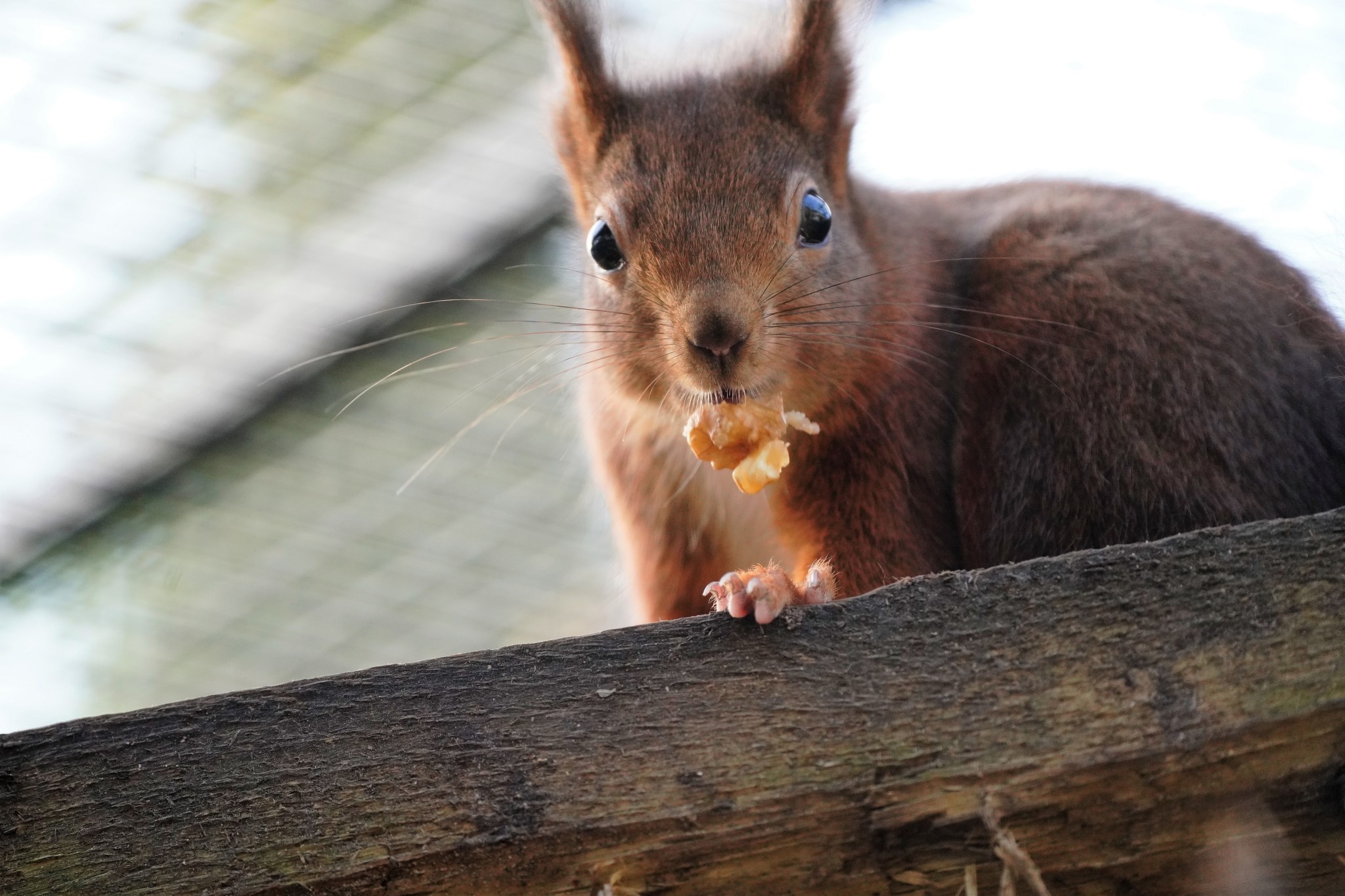 Longleat Safari Park highlight the need to conserve red squirrels ...