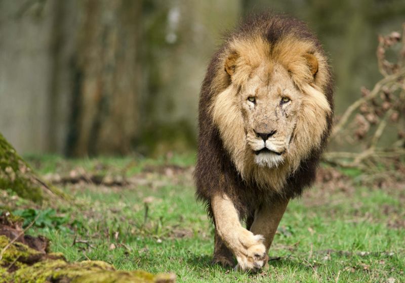 Give someone special a once in a lifetime Longleat VIP Experience this ...