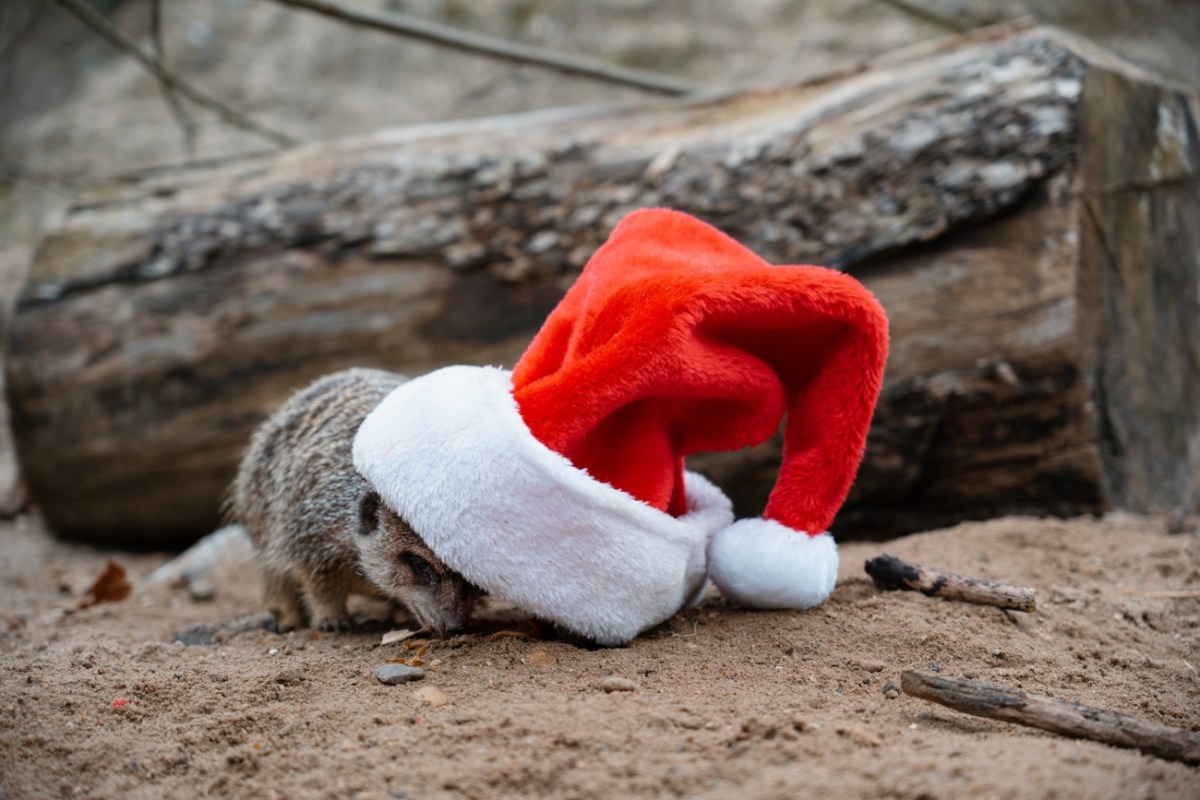 Claus for Celebration as Longleat Meerkats go Wild for Santa’s Hat ...