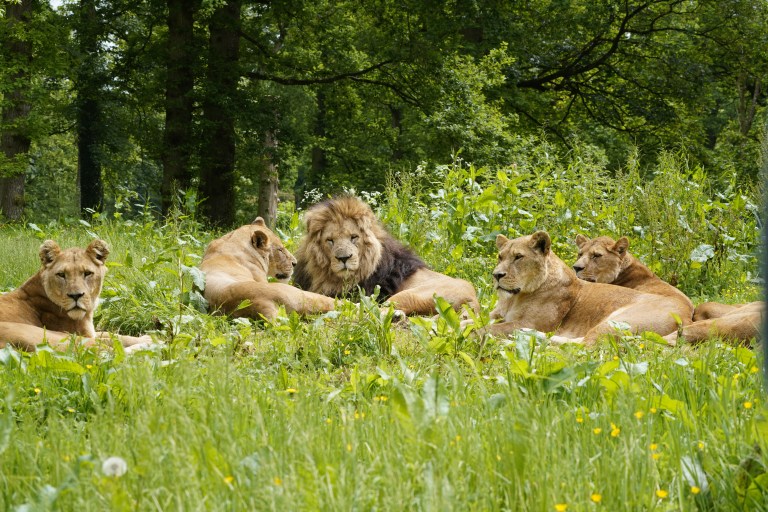 New TV series goes behind the scenes at Longleat to celebrate their ...