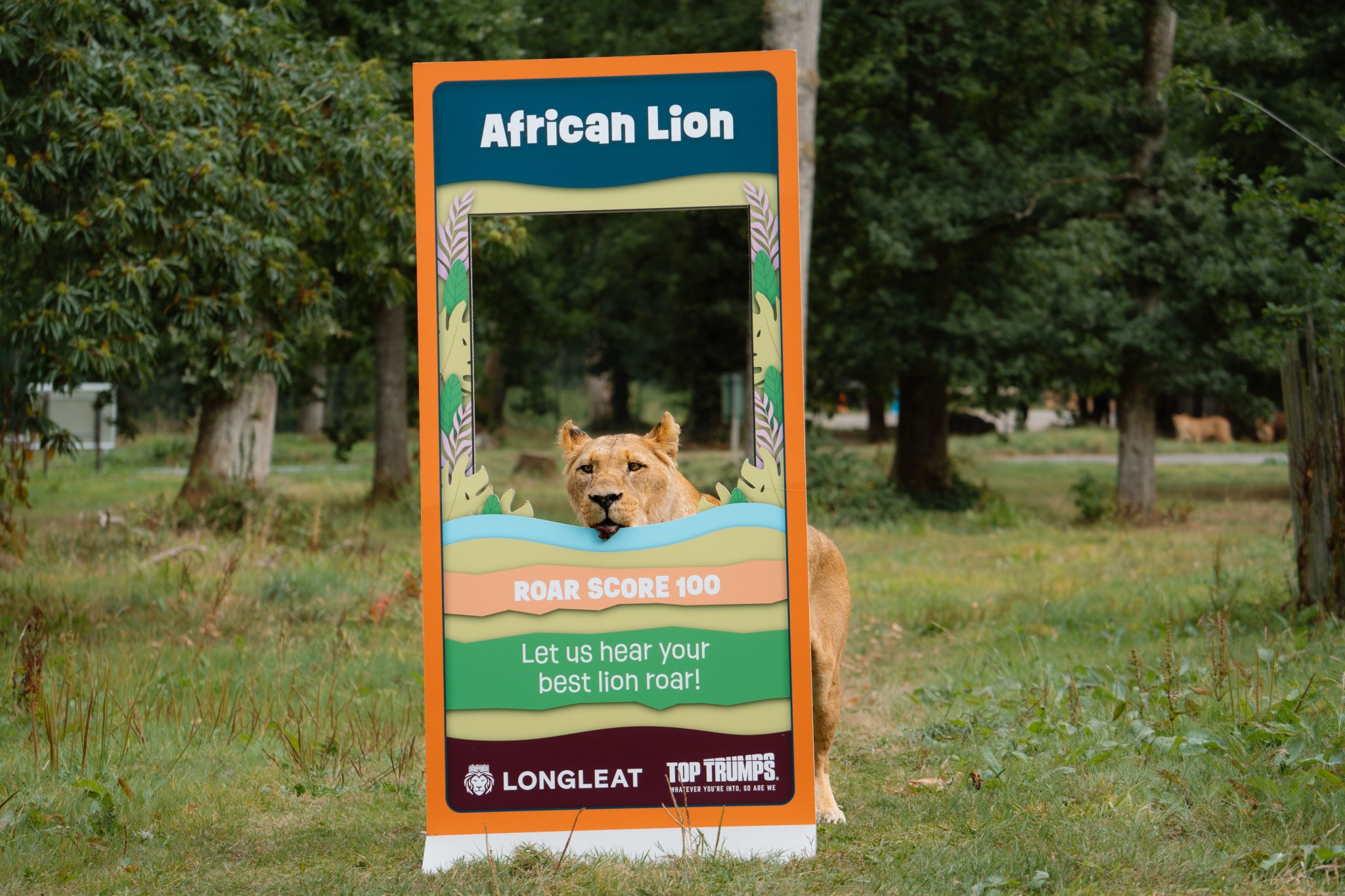 Longleat Lionesses Steal the Top Tumps’ Selfie Spotlight ...