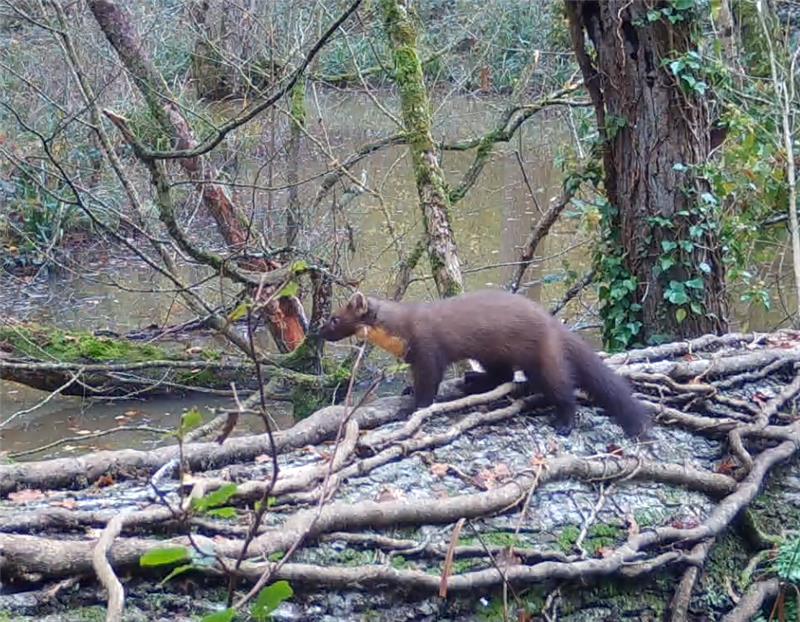 Longleat Pine Marten Project Shortlisted for National Wildlife ...