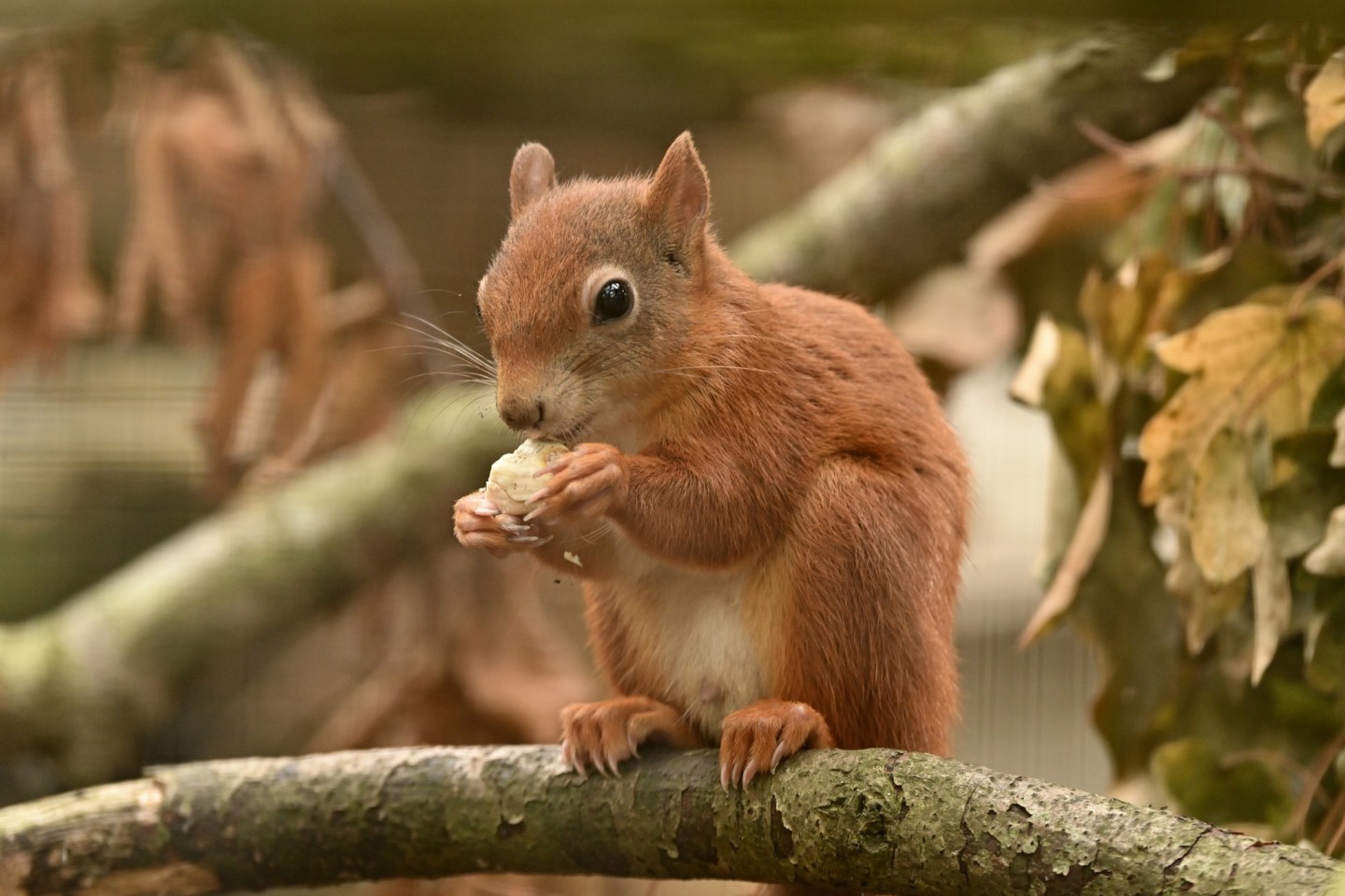 Picture Perfect: Red Squirrel Shot Wins Spot in Longleat Calendar ...